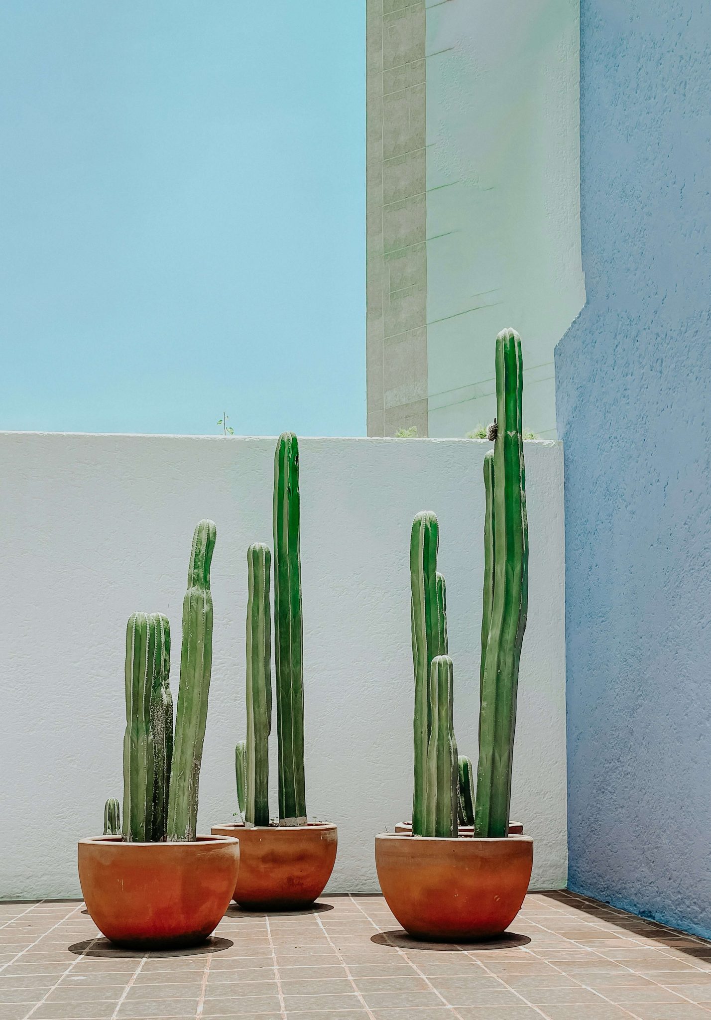 The secret to show-stopping statement pots