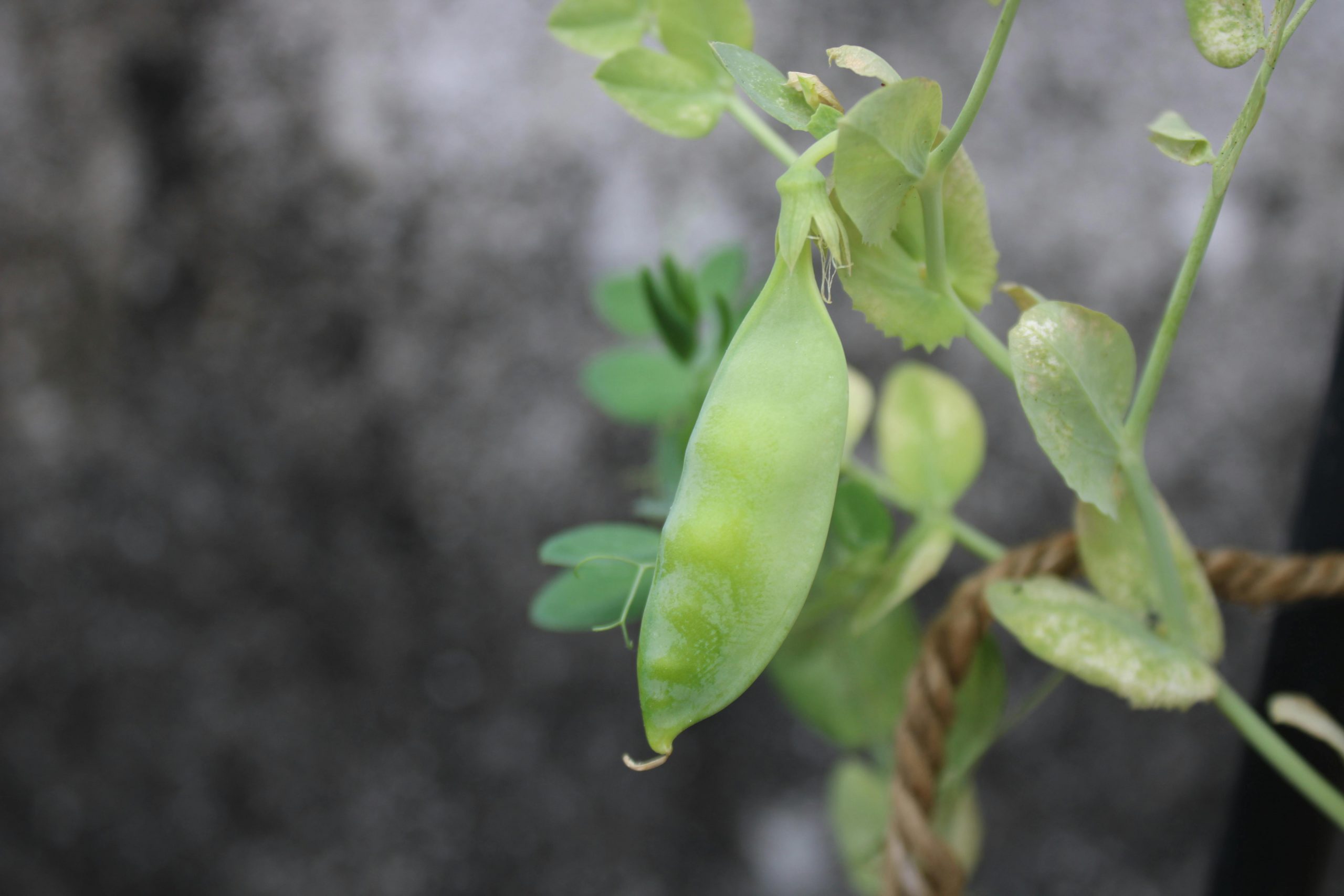 How to grow peas indoors for a thriving harvest | SA Garden and Home