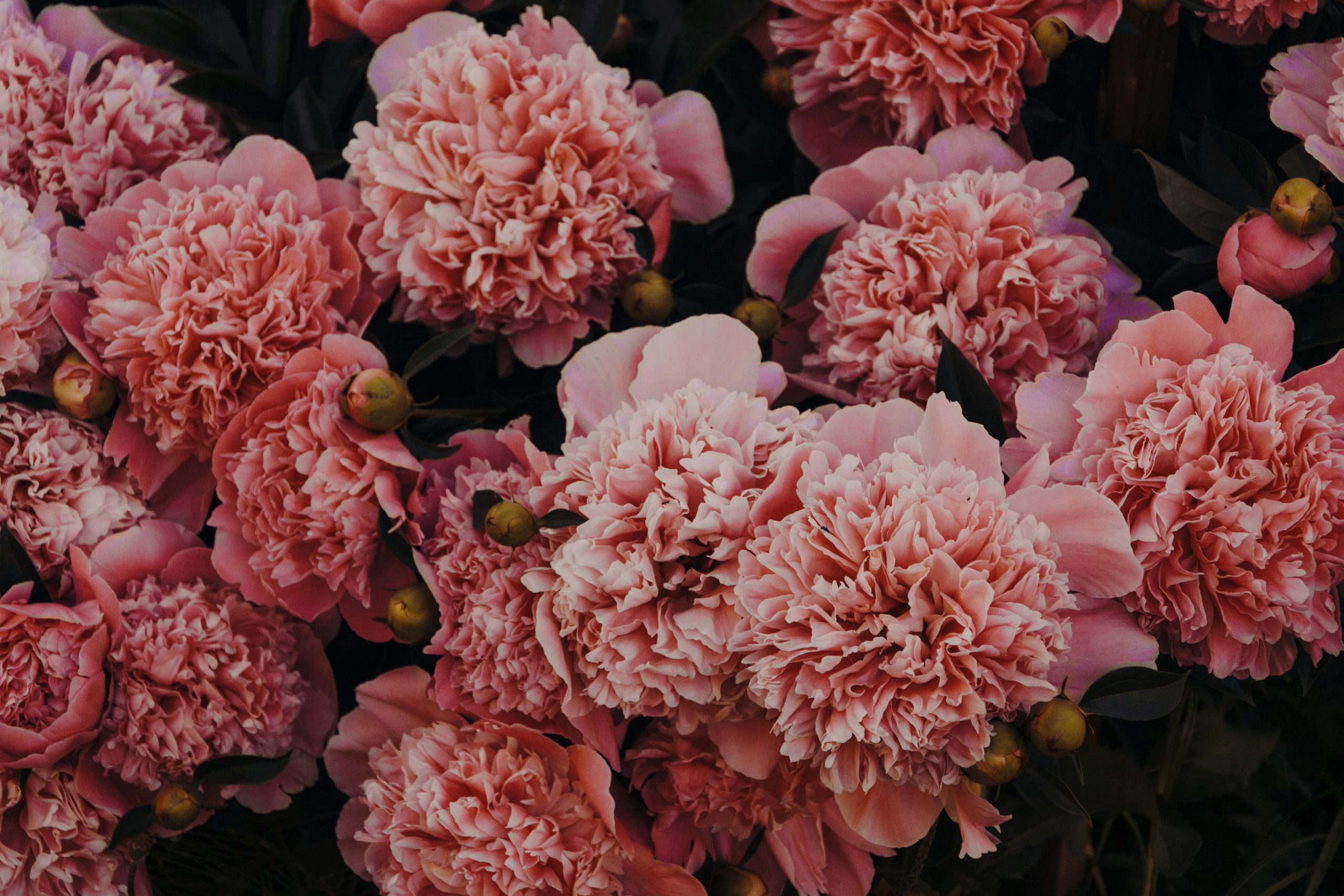How to grow carnations: Planting, care & best companion plants | SA ...
