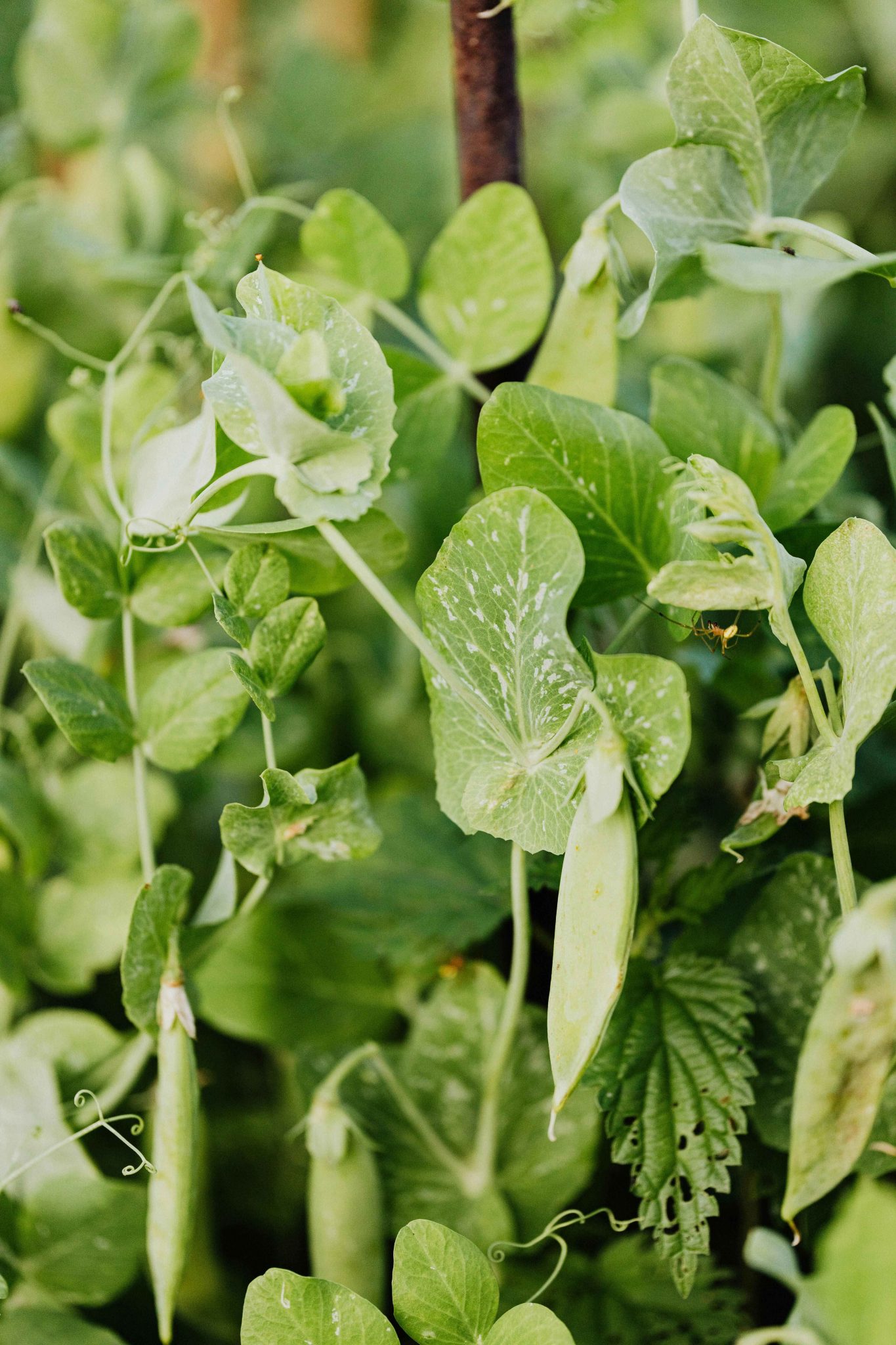 How to grow peas indoors for a thriving harvest | SA Garden and Home