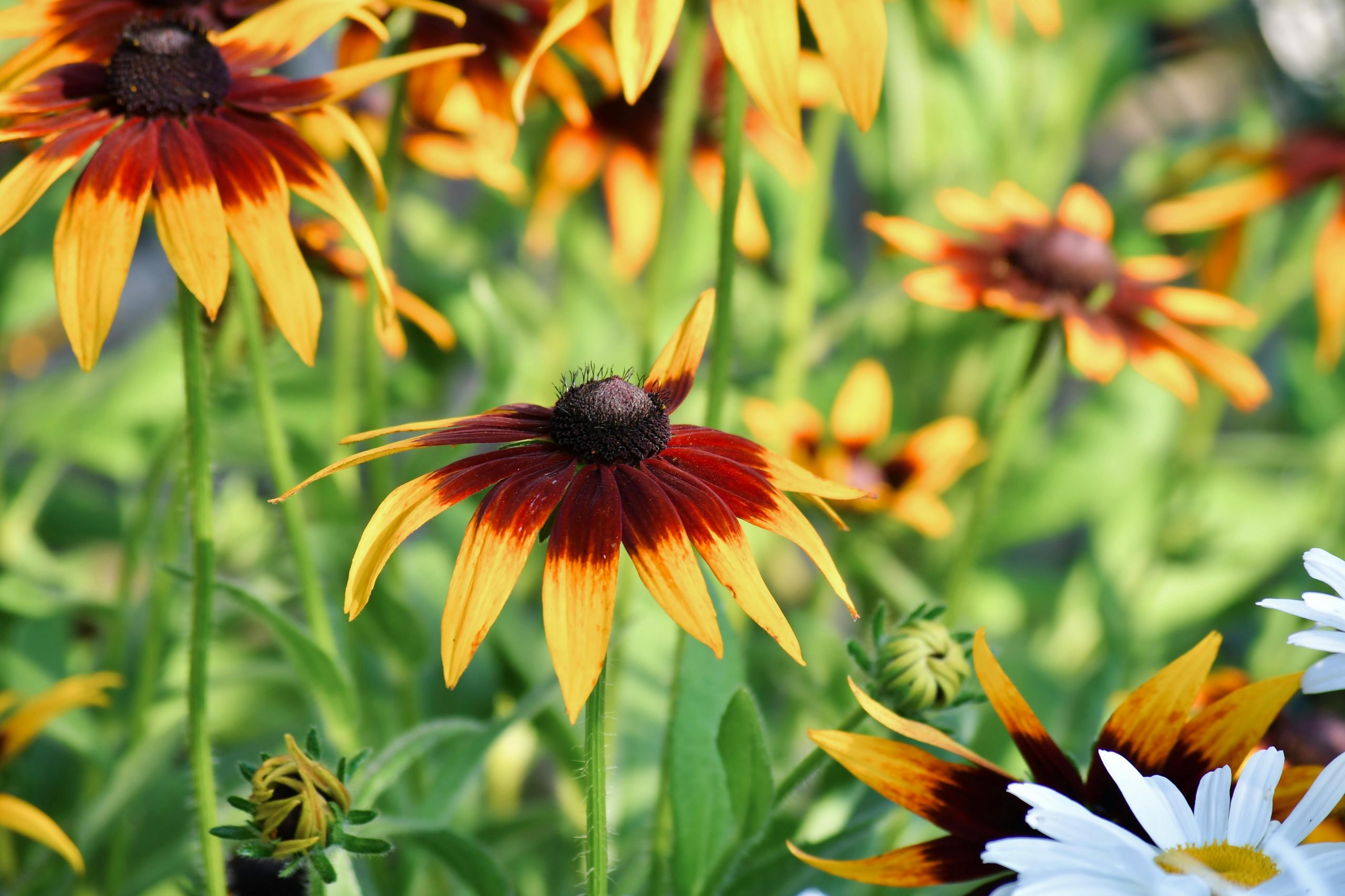 Enhance your summer garden with mid-summer fillers: Top plant picks ...