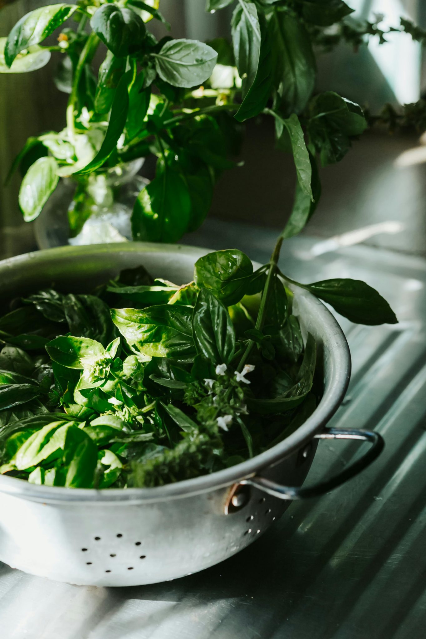 How to grow basil at home: Pasta’s favourite herb