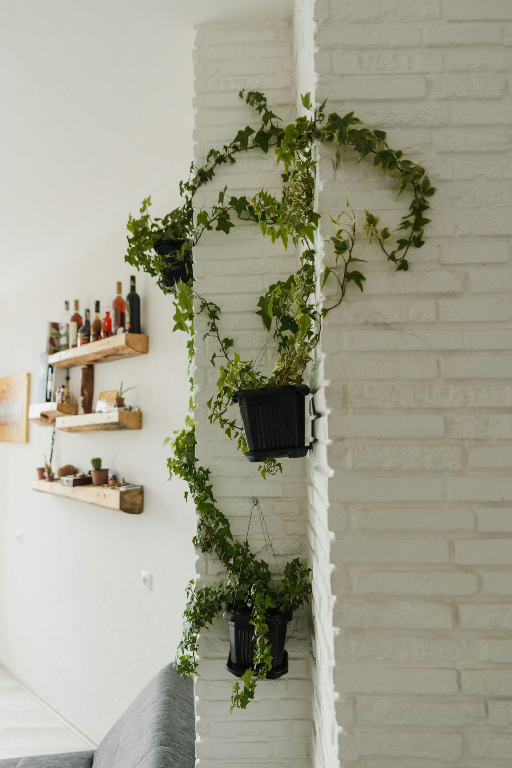 How to train vining plants in your garden | SA Garden and Home