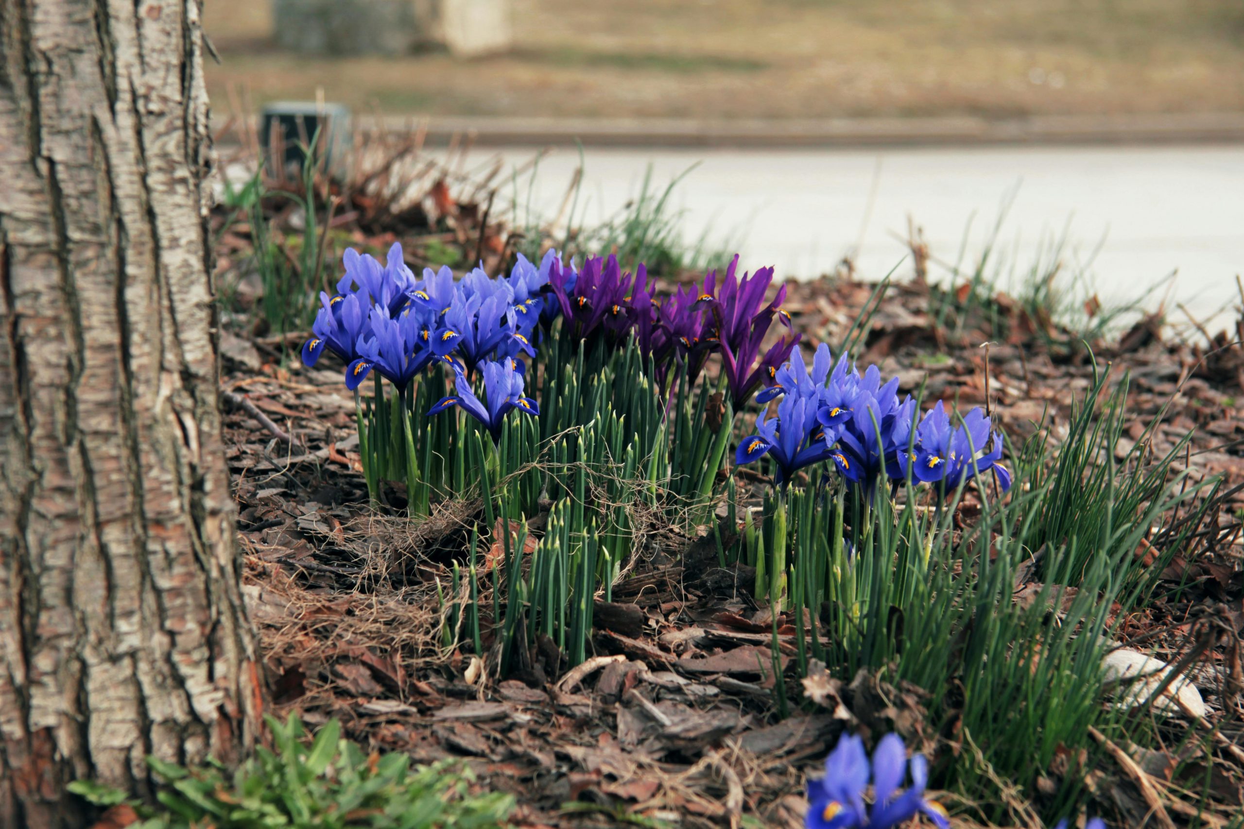 Five frost-resistant plants | SA Garden and Home