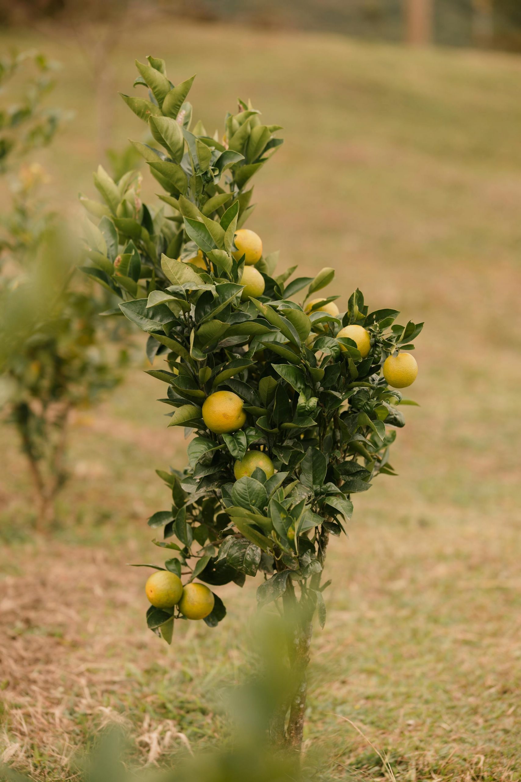 Container orchard guide: grow fruit trees in pots | SA Garden and Home