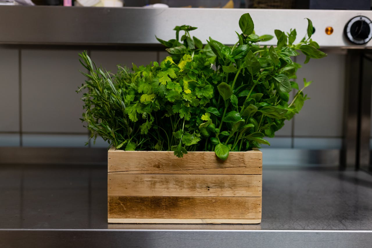 How to grow an indoor herb bar at home | SA Garden and Home